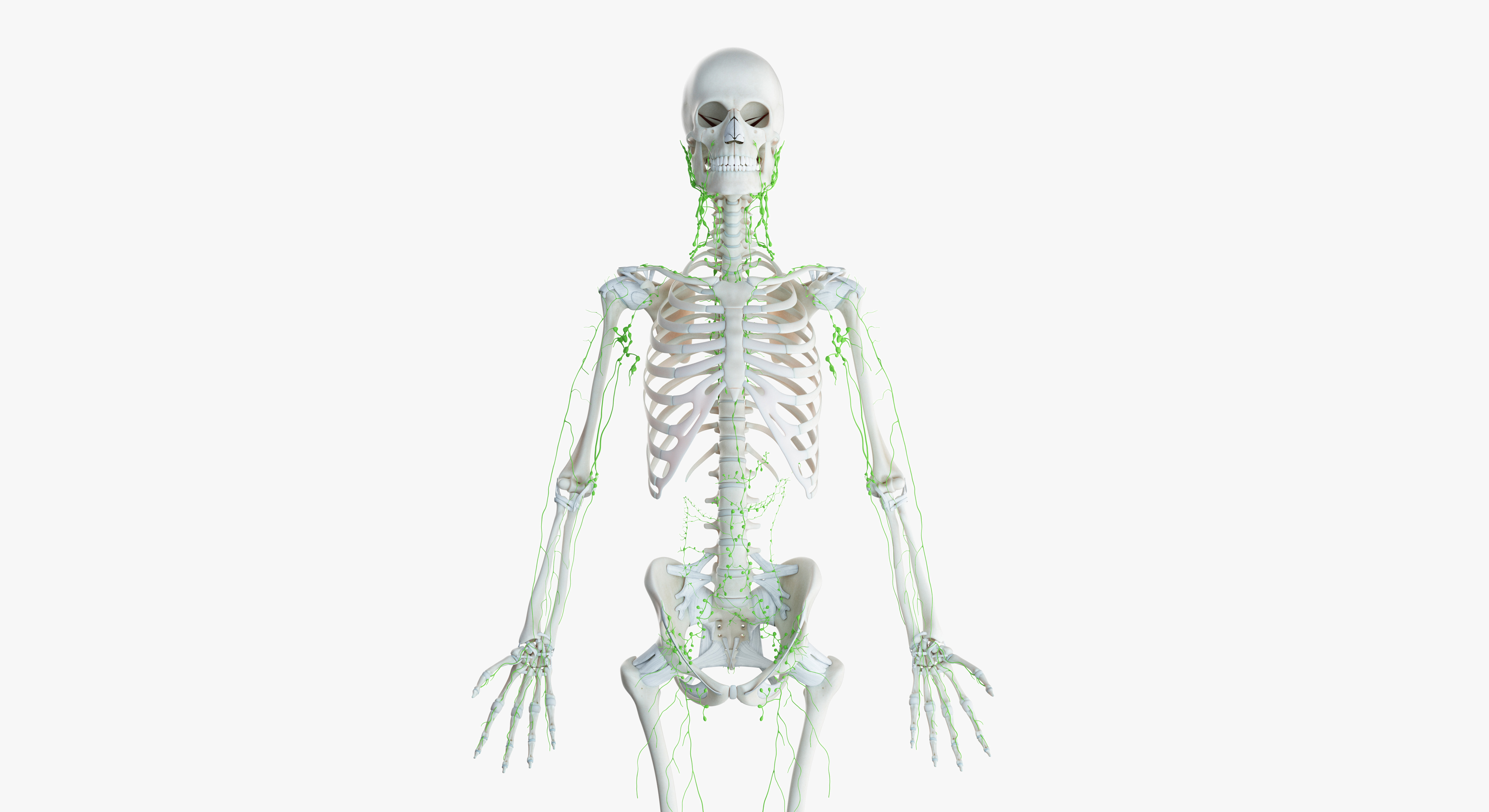 Skin obese female skeleton 3D model - TurboSquid 1518314