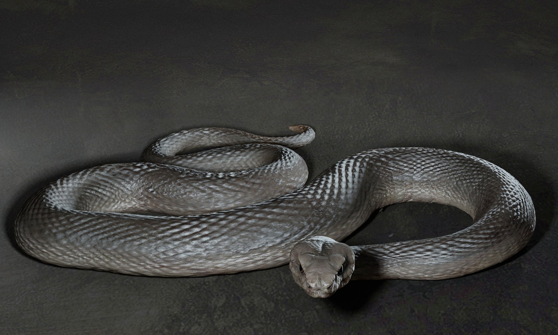 3D Snake Model - TurboSquid 2407279