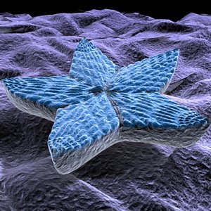 Download Free & Premium Diatom 3D Models | TurboSquid