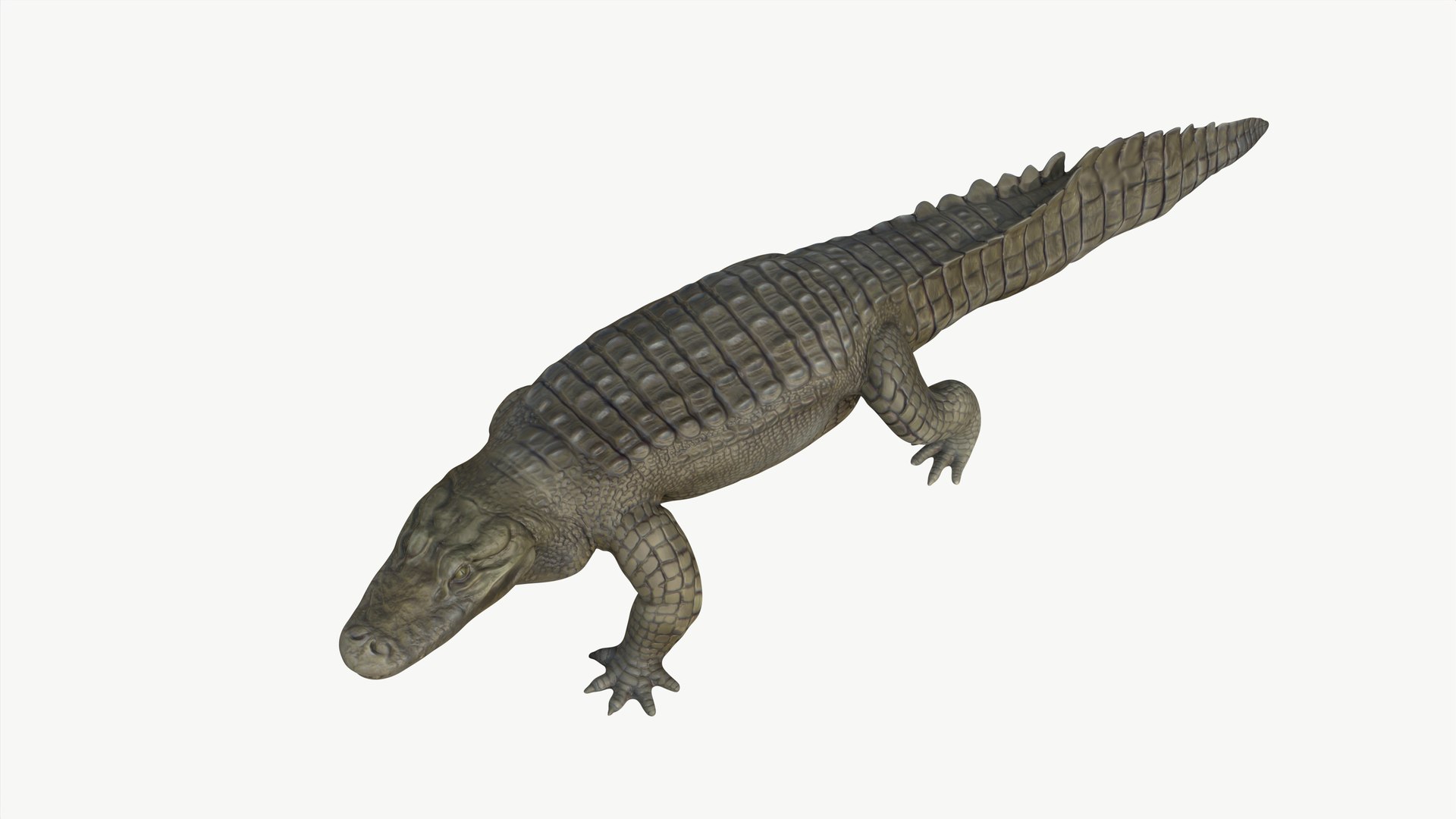 3D Model Crocodile Realistic PBR - TurboSquid 2209618