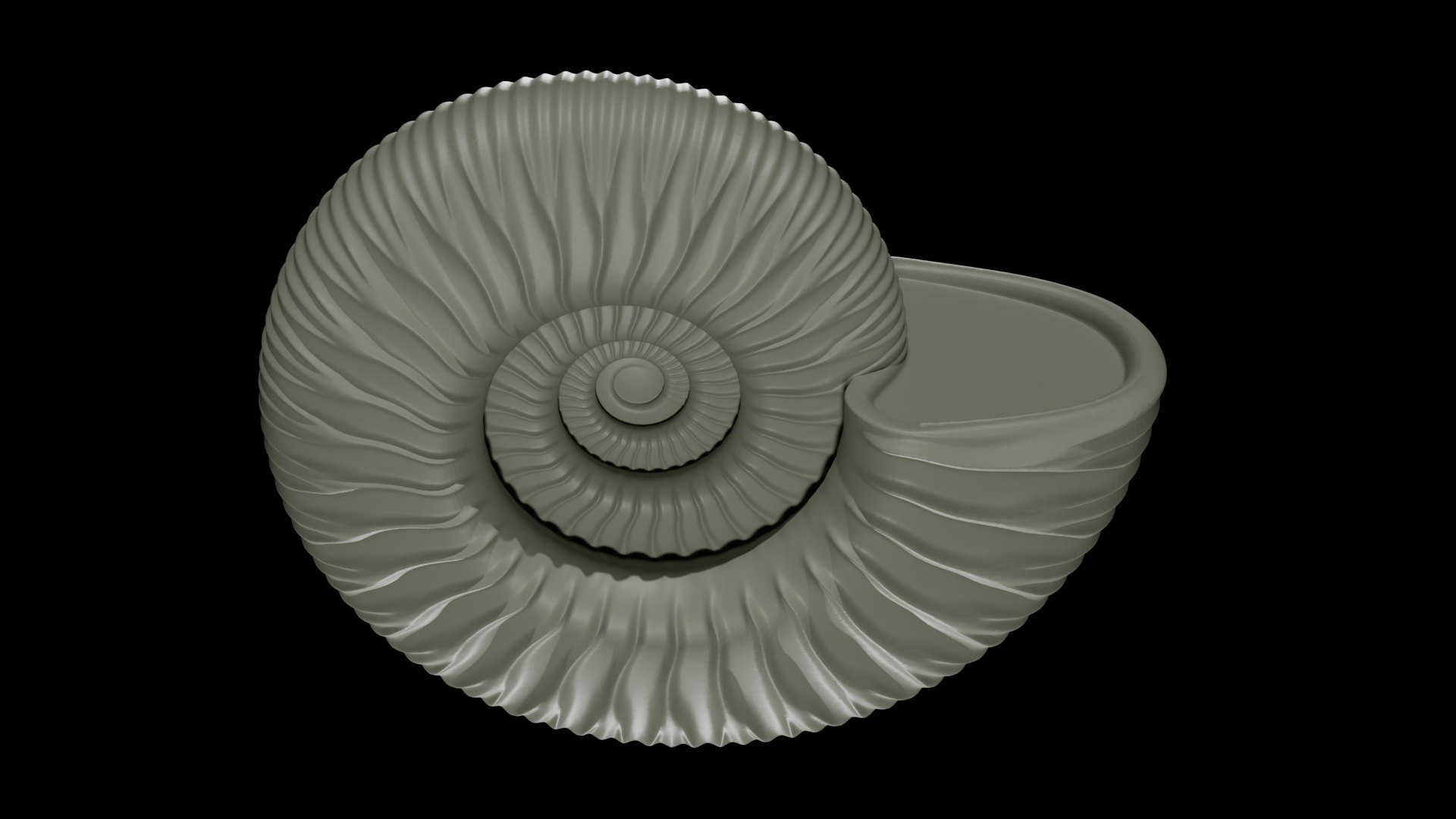 Ammonoid Shell With Trichotomous Ribs 3D Model - TurboSquid 2295824
