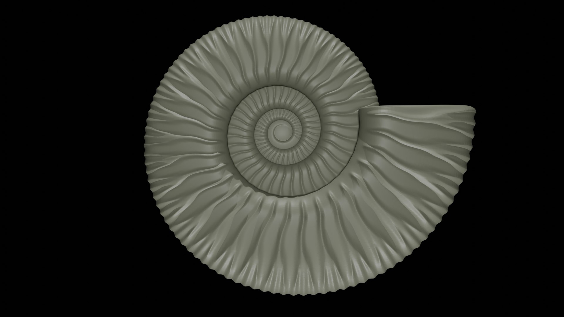 Ammonoid Shell With Trichotomous Ribs 3D Model - TurboSquid 2295824