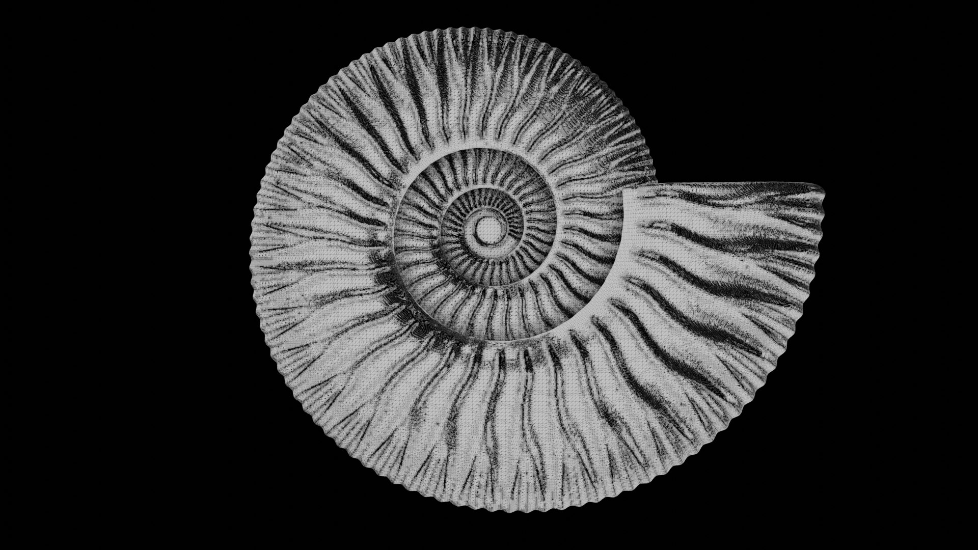 Ammonoid Shell With Trichotomous Ribs 3D Model - TurboSquid 2295824