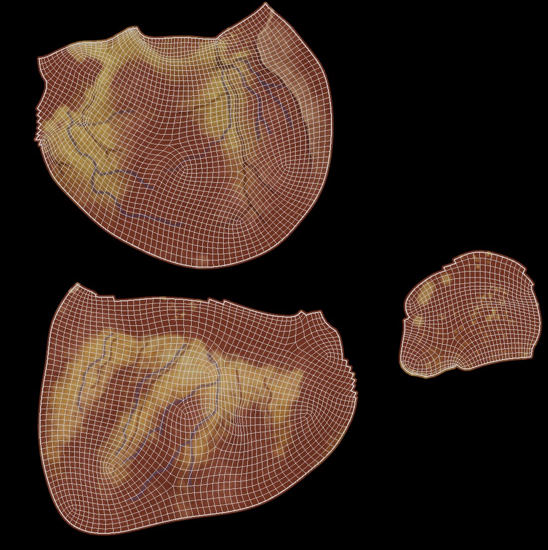 Human Anatomy-External Projection Of Internal Organs- Side View 3D ...