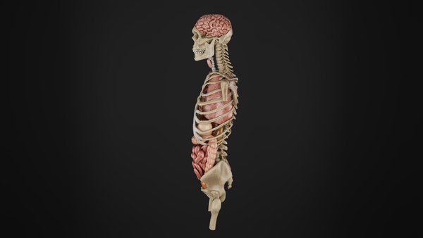 modelo 3d Anatomía humana-Proyección externa de órganos internos-vista ...