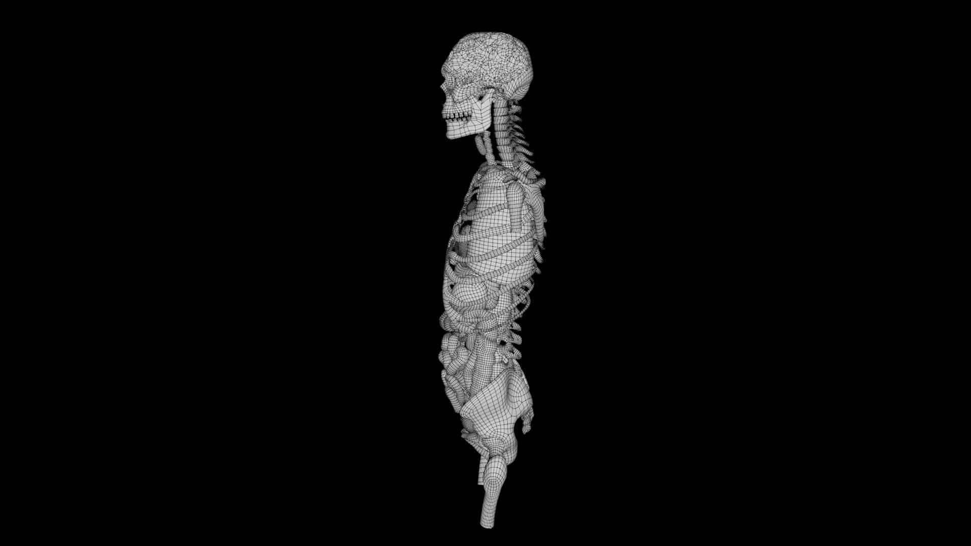 Human Anatomy-External Projection Of Internal Organs- Side View 3D ...
