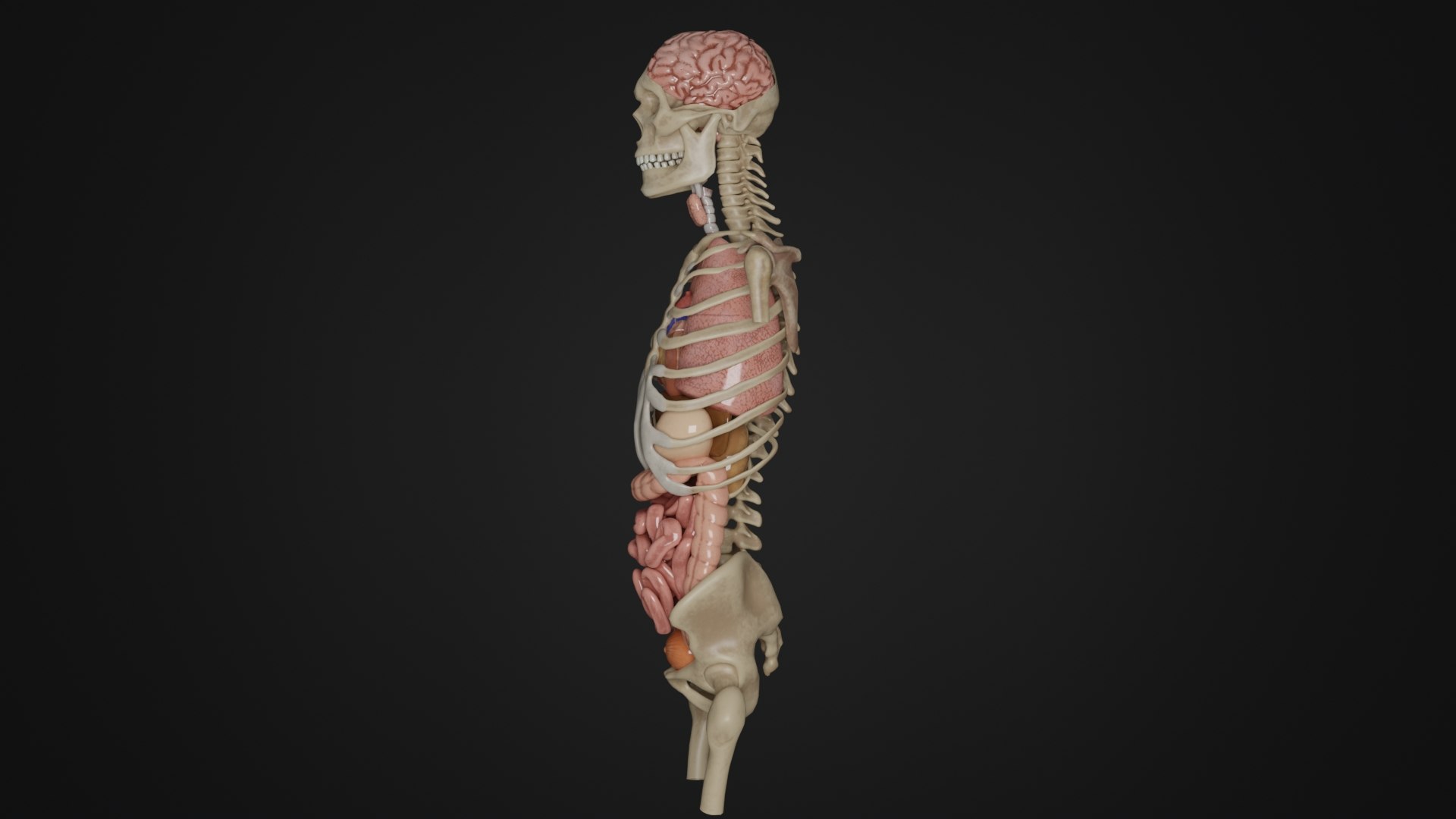 Human Anatomy-External Projection Of Internal Organs- Side View 3D ...