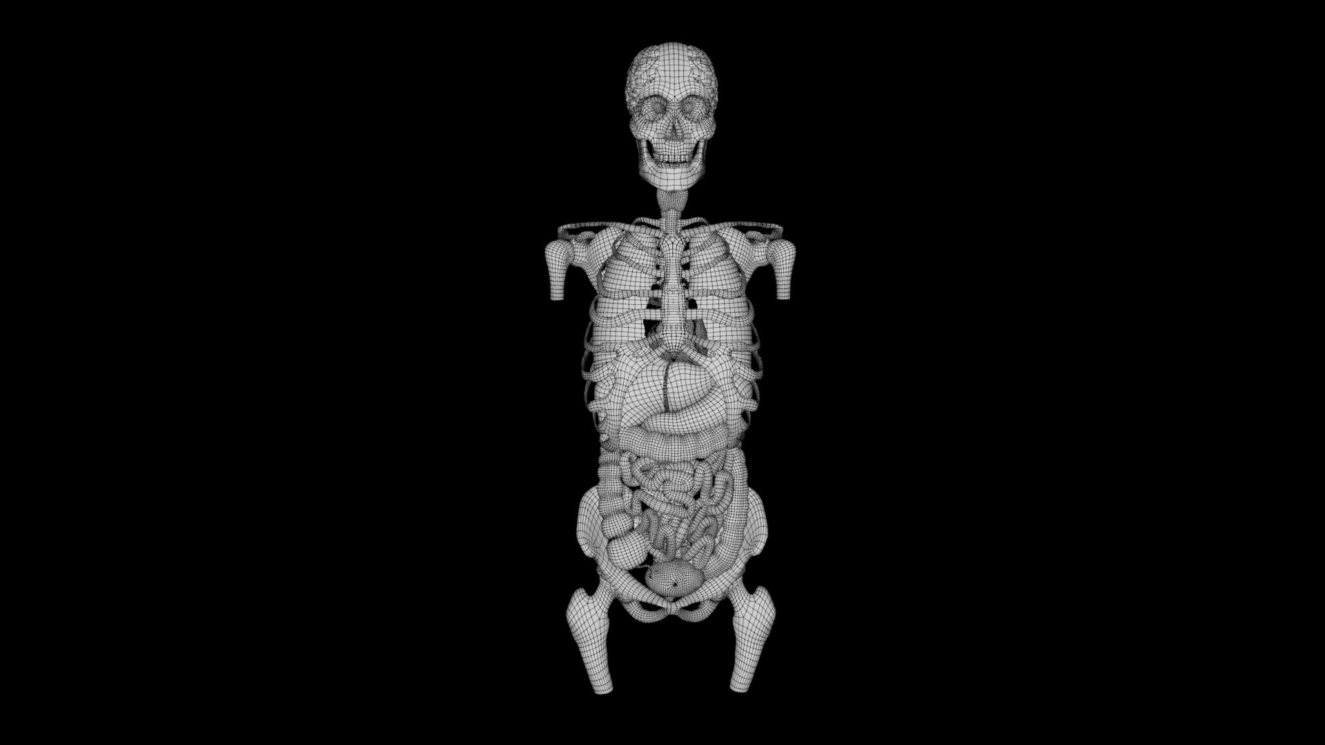 Human Anatomy-External Projection Of Internal Organs- Side View 3D ...