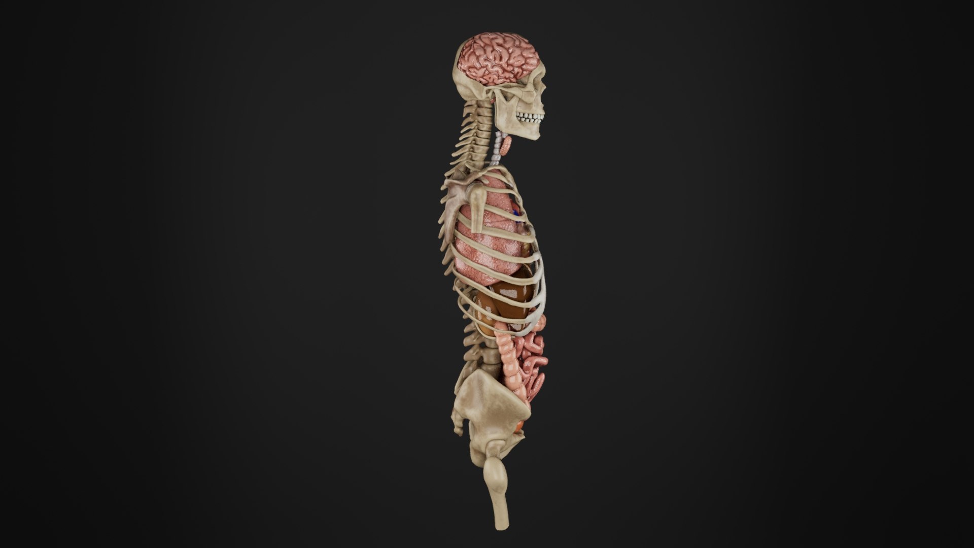 Human Anatomy-External Projection Of Internal Organs- Side View 3D ...