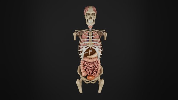 Anatomia Humana - Projeção externa de órgãos internos - vista lateral ...