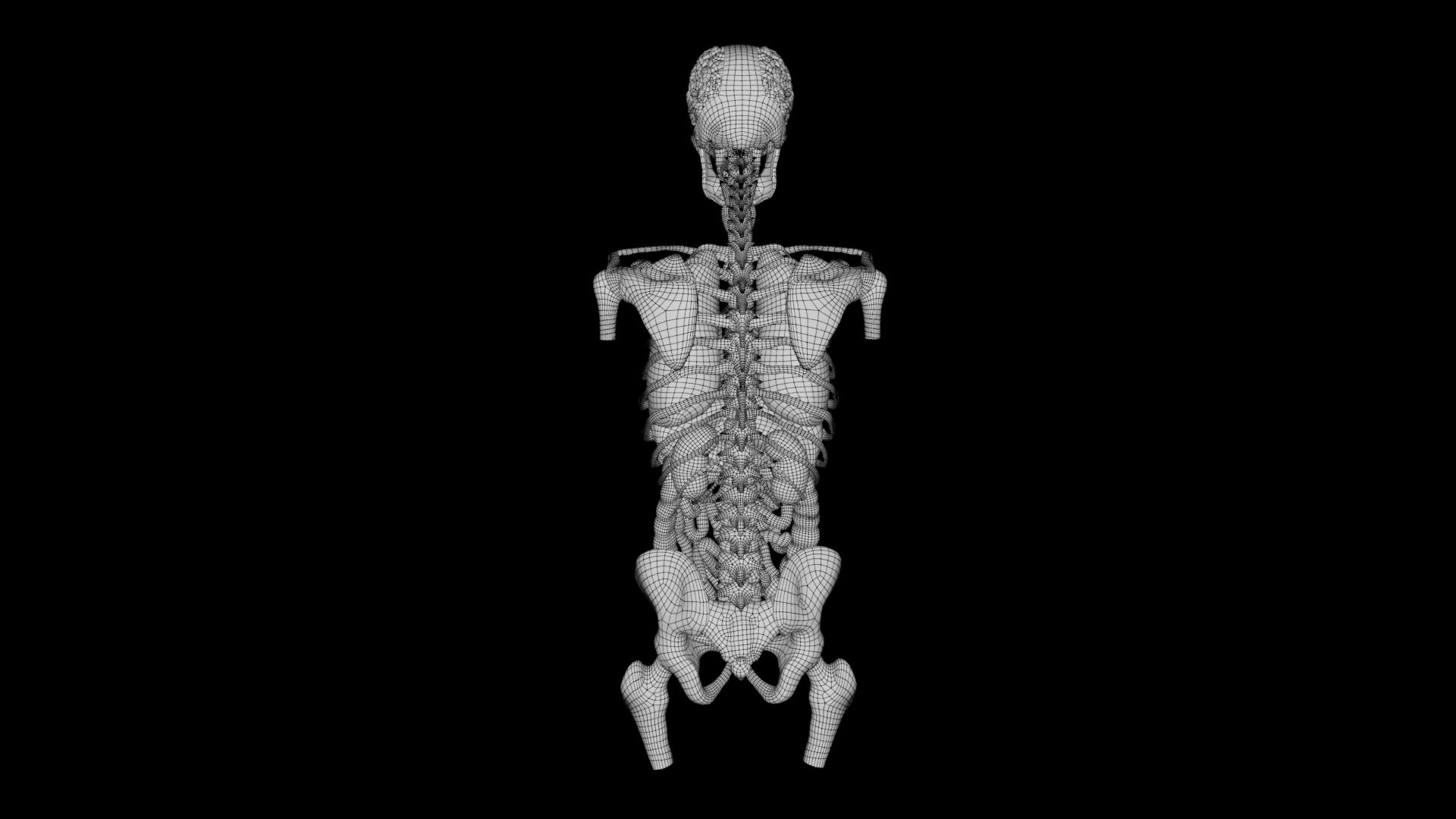Human Anatomy-External Projection Of Internal Organs- Side View 3D ...