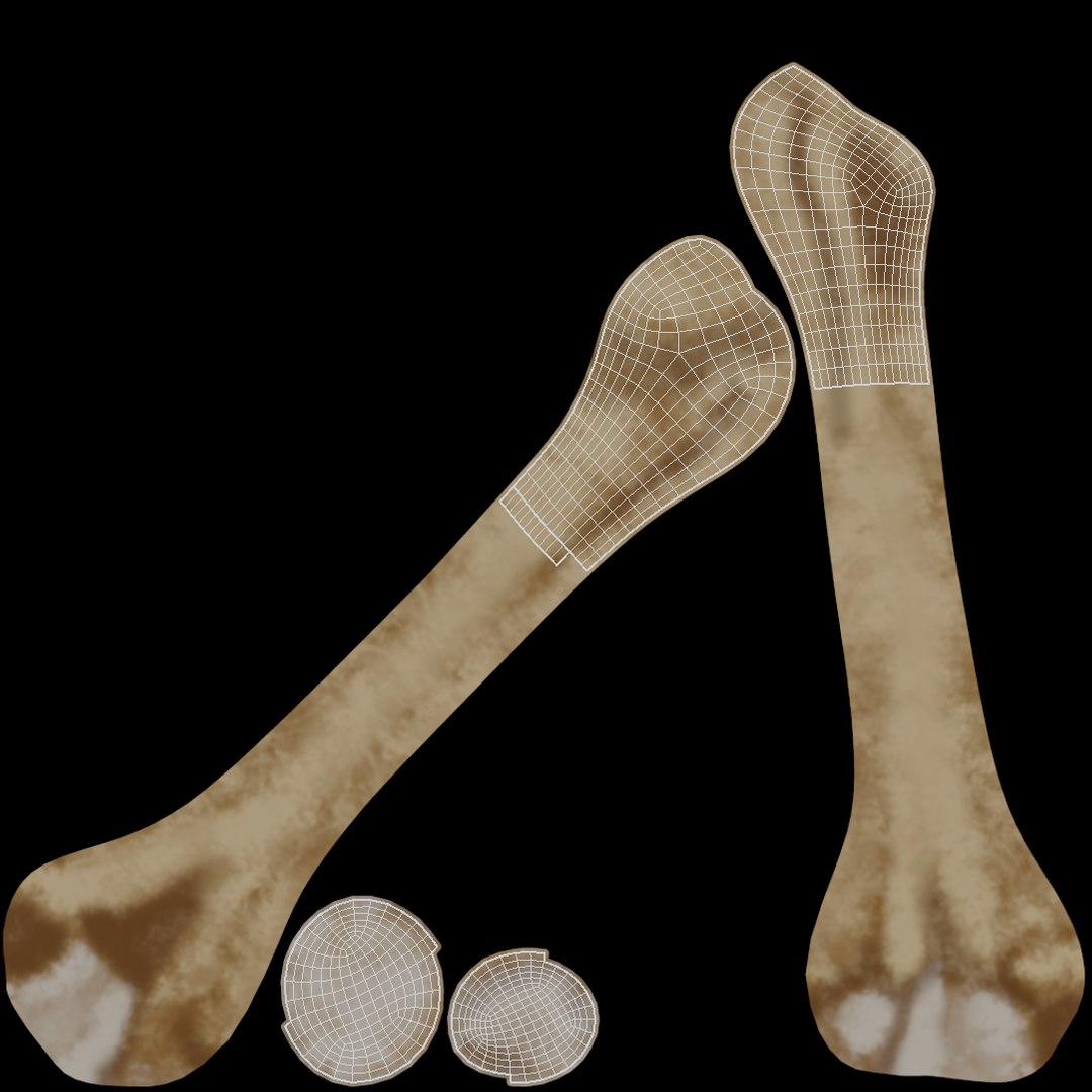 Human Anatomy-External Projection Of Internal Organs- Side View 3D ...