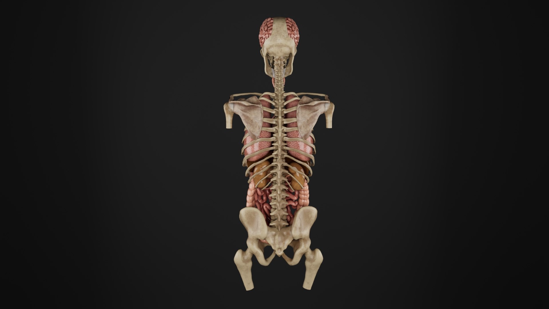 Human Anatomy-External Projection Of Internal Organs- Side View 3D ...