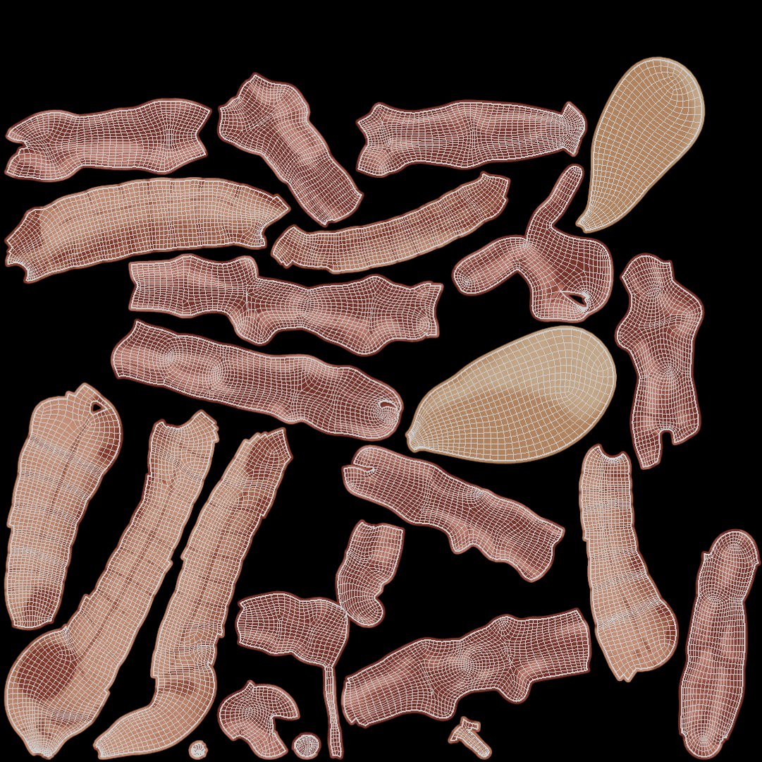 Human Anatomy-External Projection Of Internal Organs- Side View 3D ...