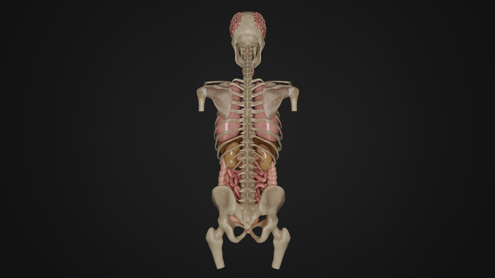 Human Anatomy-External Projection Of Internal Organs- Side View 3D ...