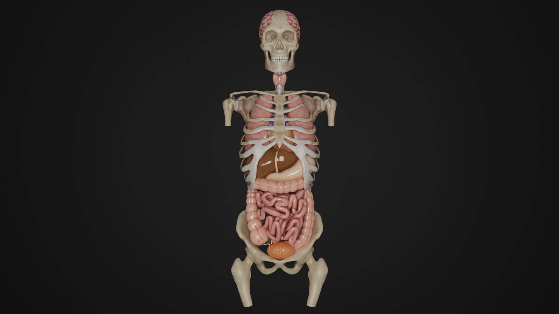 Human Anatomy-External Projection Of Internal Organs- Side View 3D ...