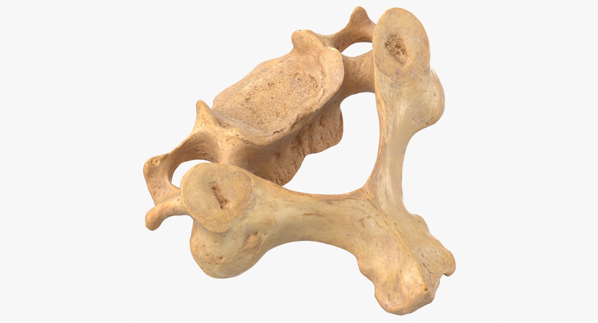 3D cervical vertebrae c3 c6 - TurboSquid 1501730