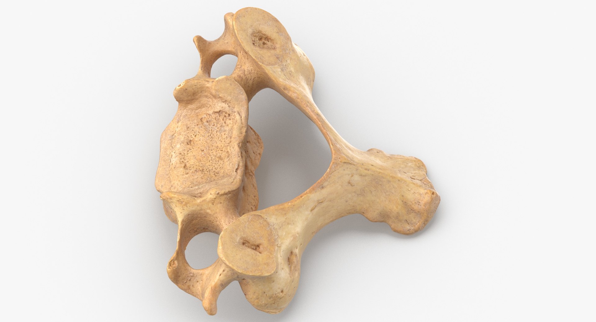 3D Cervical Vertebrae C3 C6 - TurboSquid 1501730
