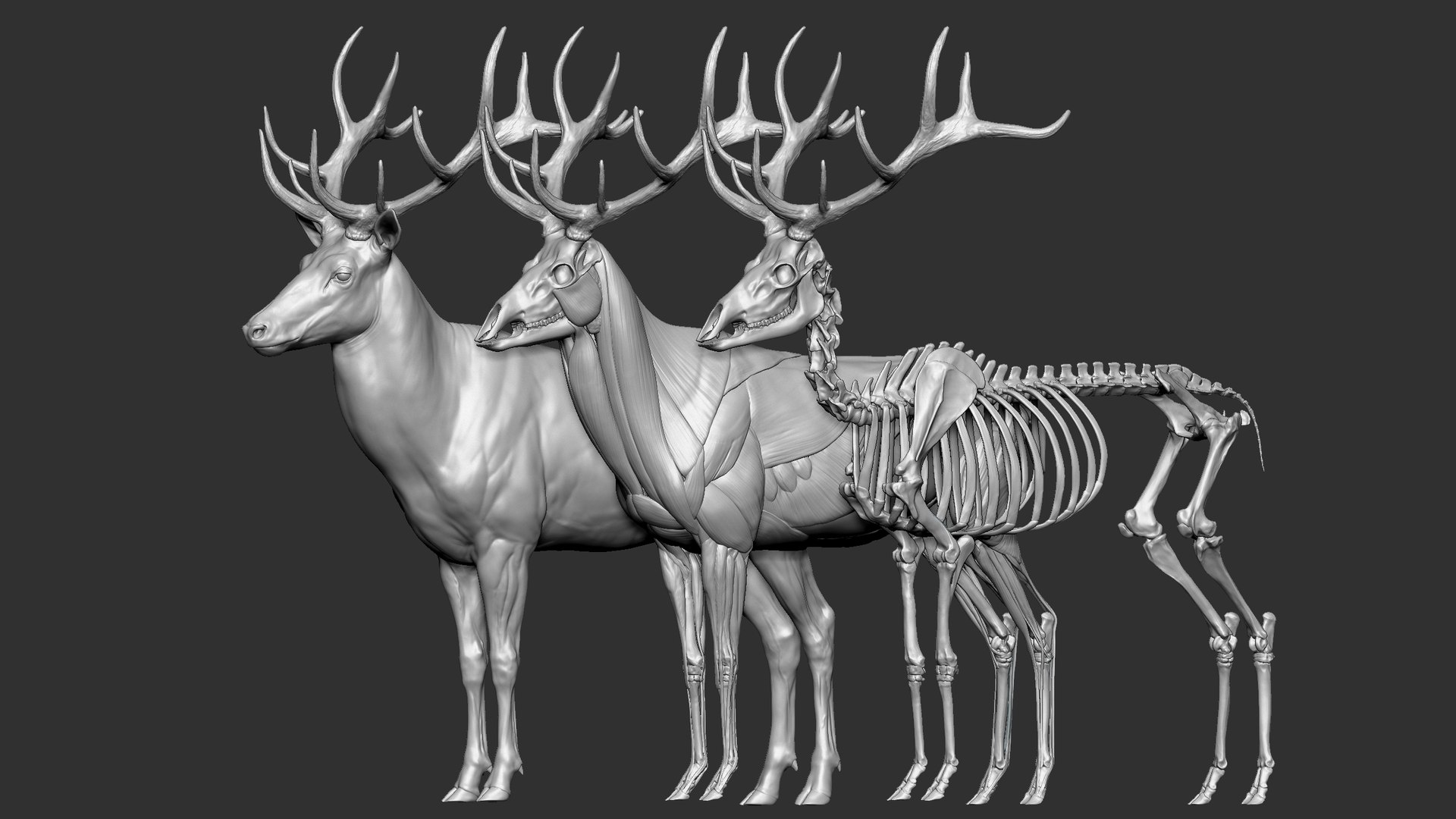 Red Deer Stag Elk Textured VFX MUSCLE SIMULATION 3D model - TurboSquid ...