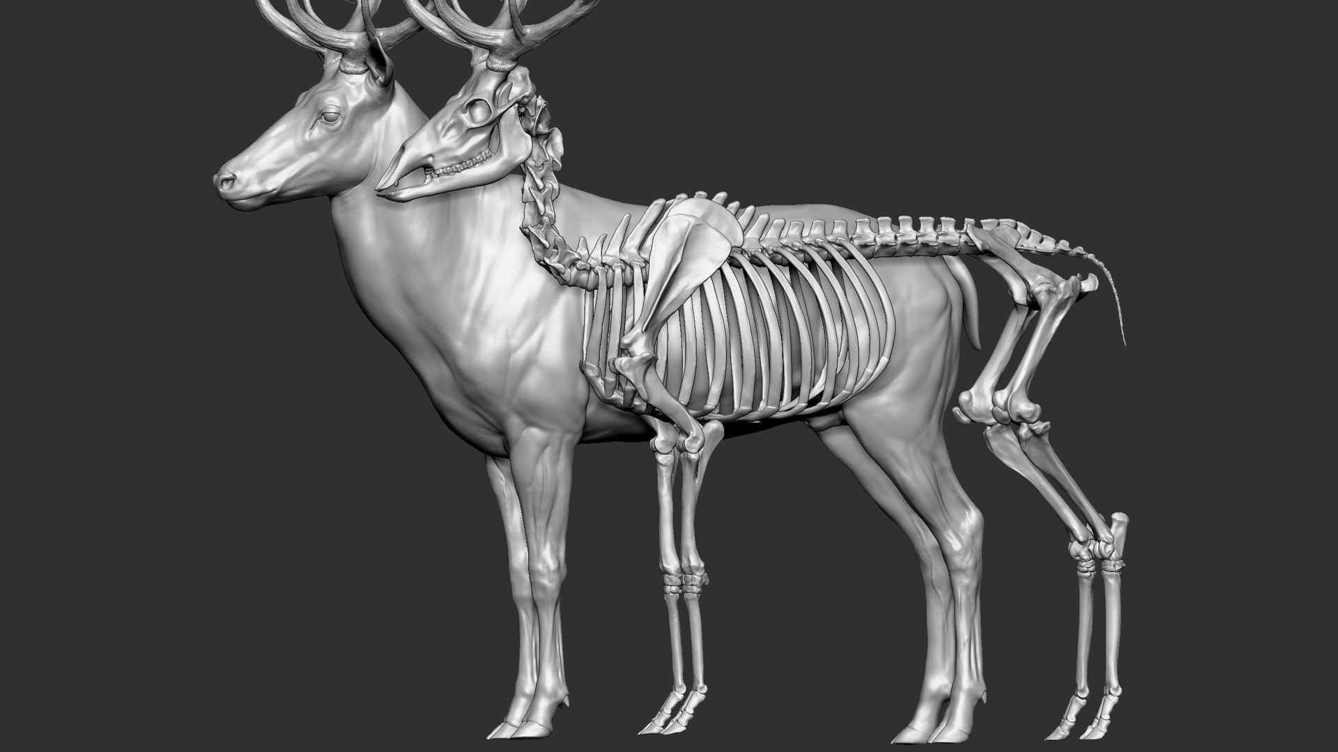 Red Deer Stag Elk Textured VFX MUSCLE SIMULATION 3D model - TurboSquid ...