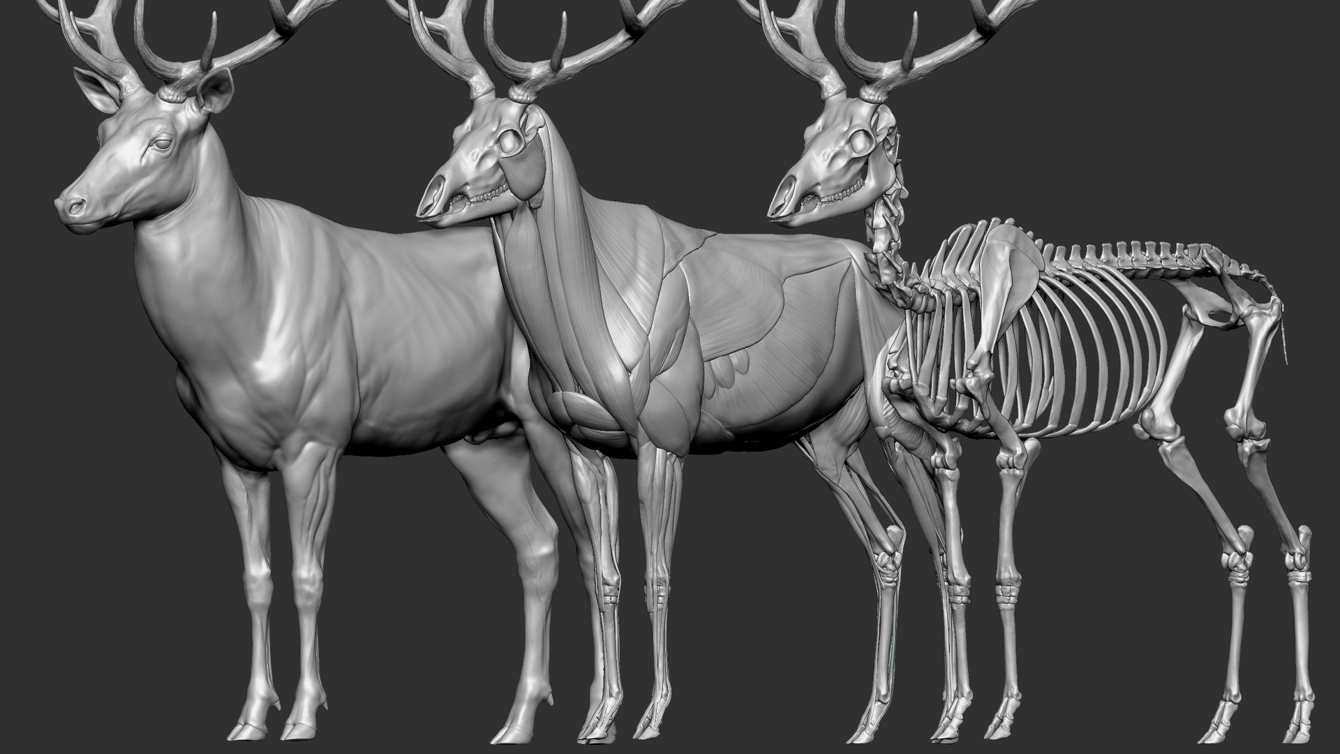 Red Deer Stag Elk Textured VFX MUSCLE SIMULATION 3D model - TurboSquid ...