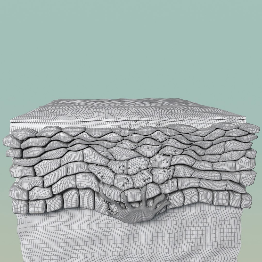 Skin Layers With Melanin 3D - TurboSquid 2198937