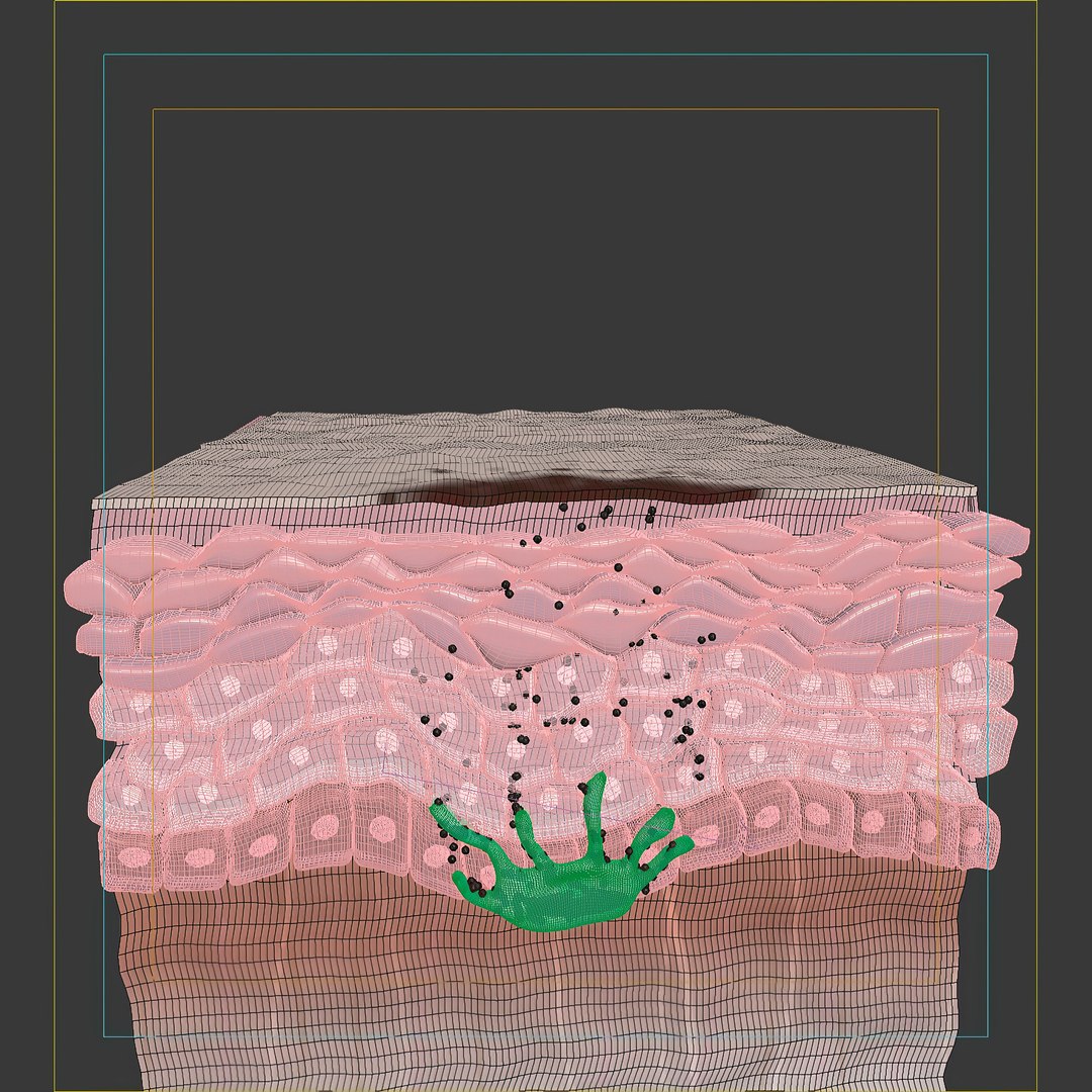 Skin Layers With Melanin 3D - TurboSquid 2198937