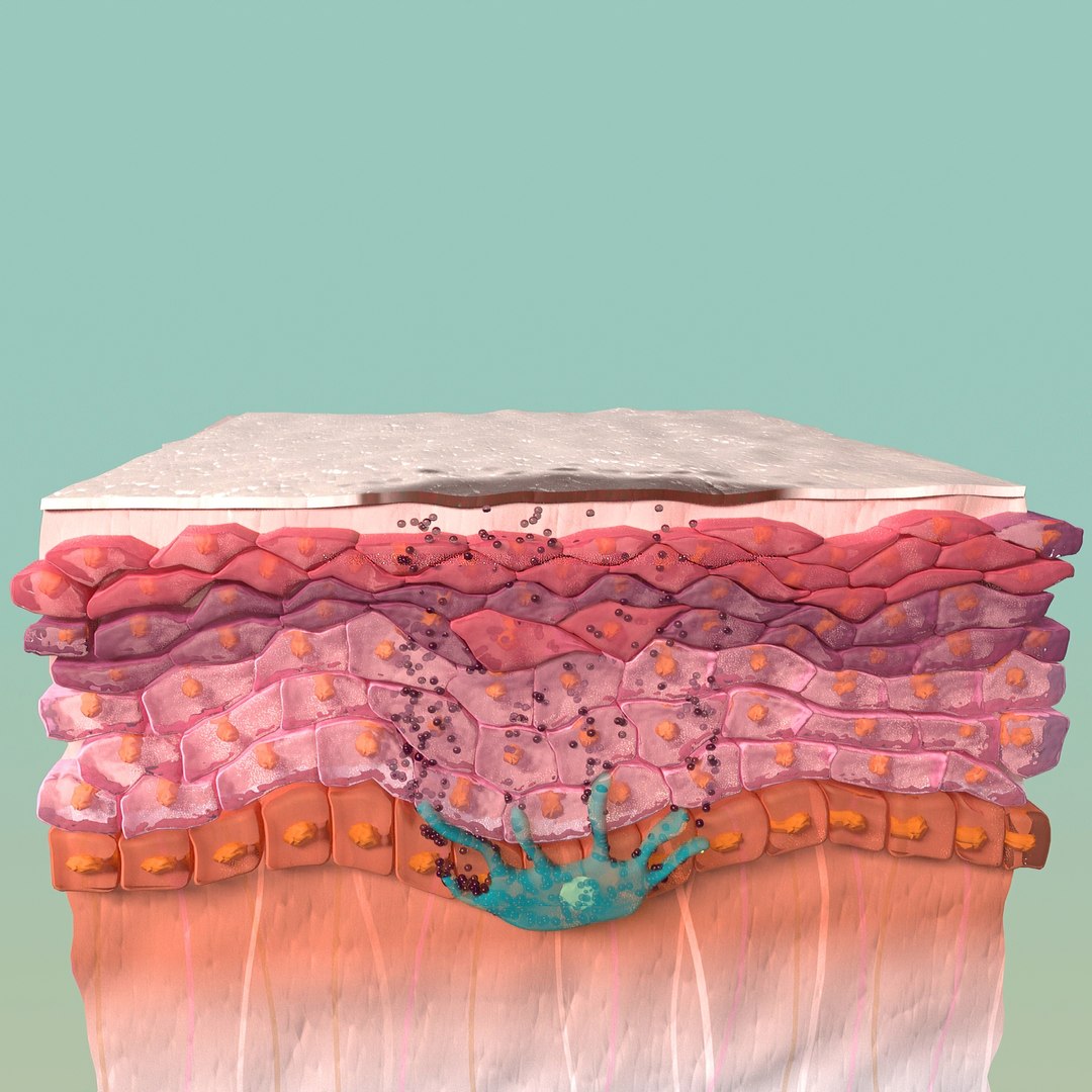 Skin Layers With Melanin 3D - TurboSquid 2198937