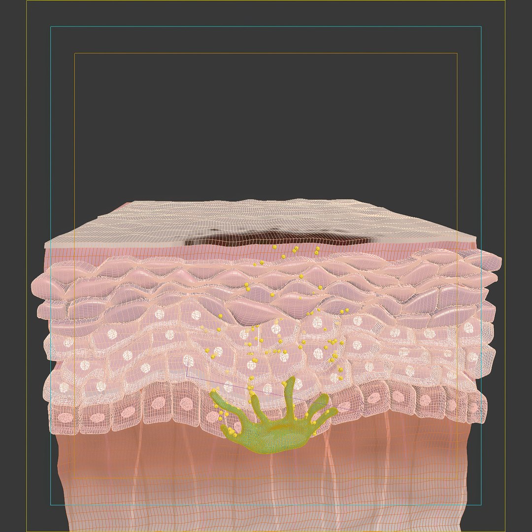 Skin Layers With Melanin 3D - TurboSquid 2198937