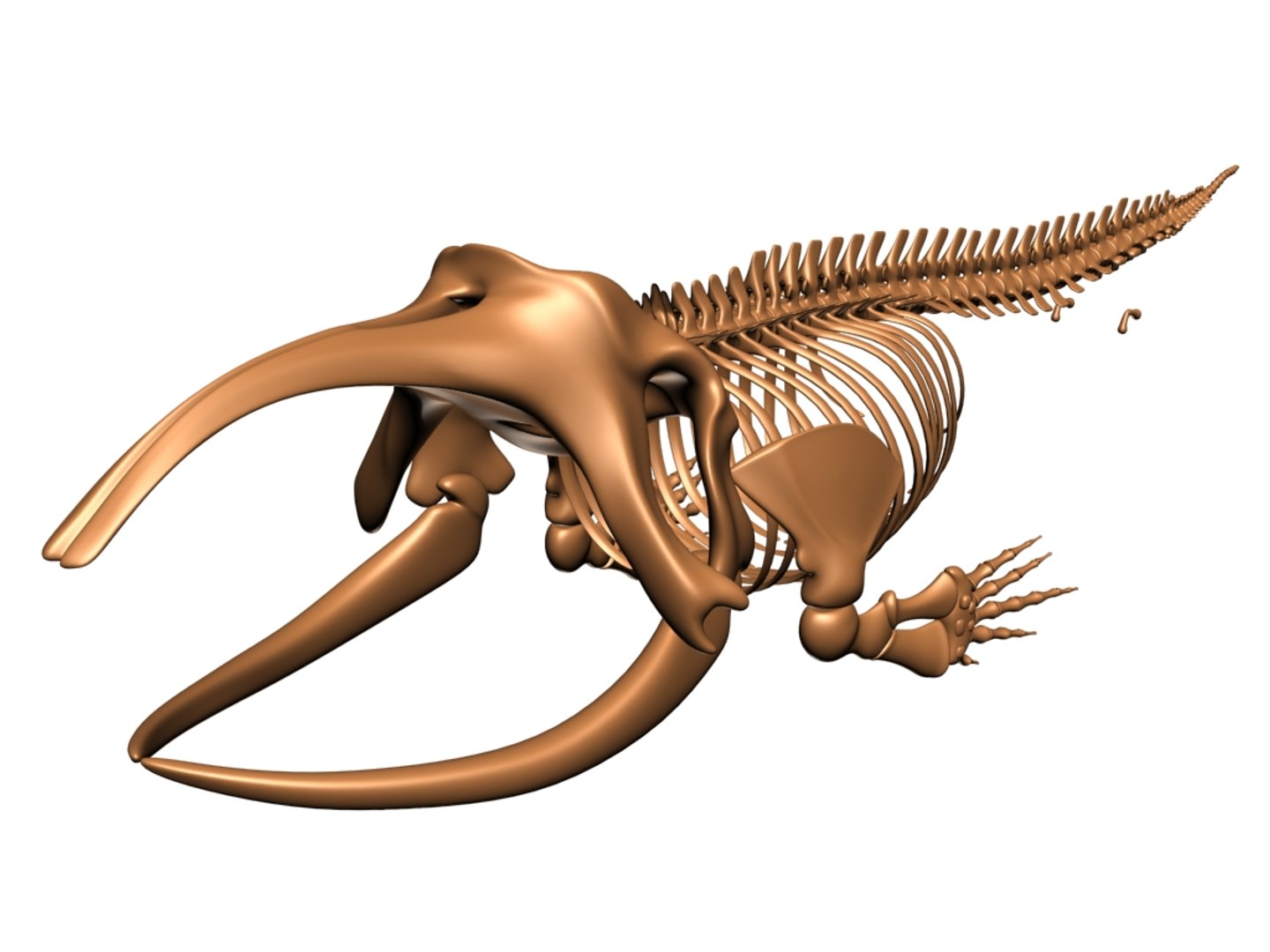 Skeleton Greenland Whale Animal Skull 3d Model