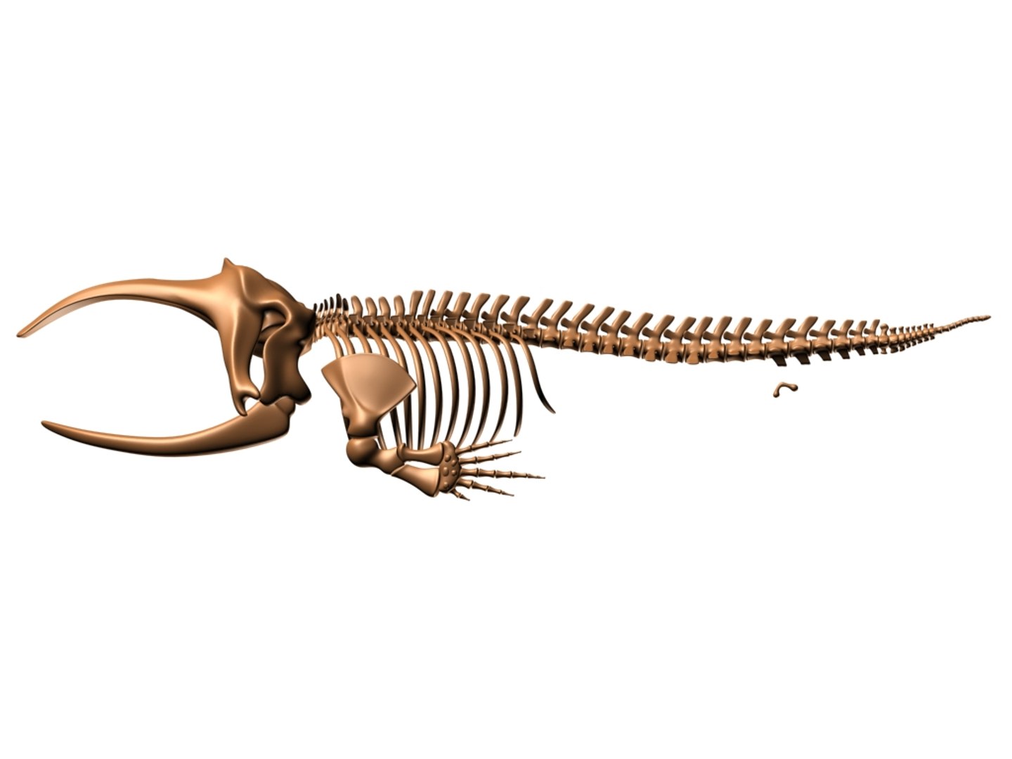 Skeleton Greenland Whale Animal Skull 3d Model