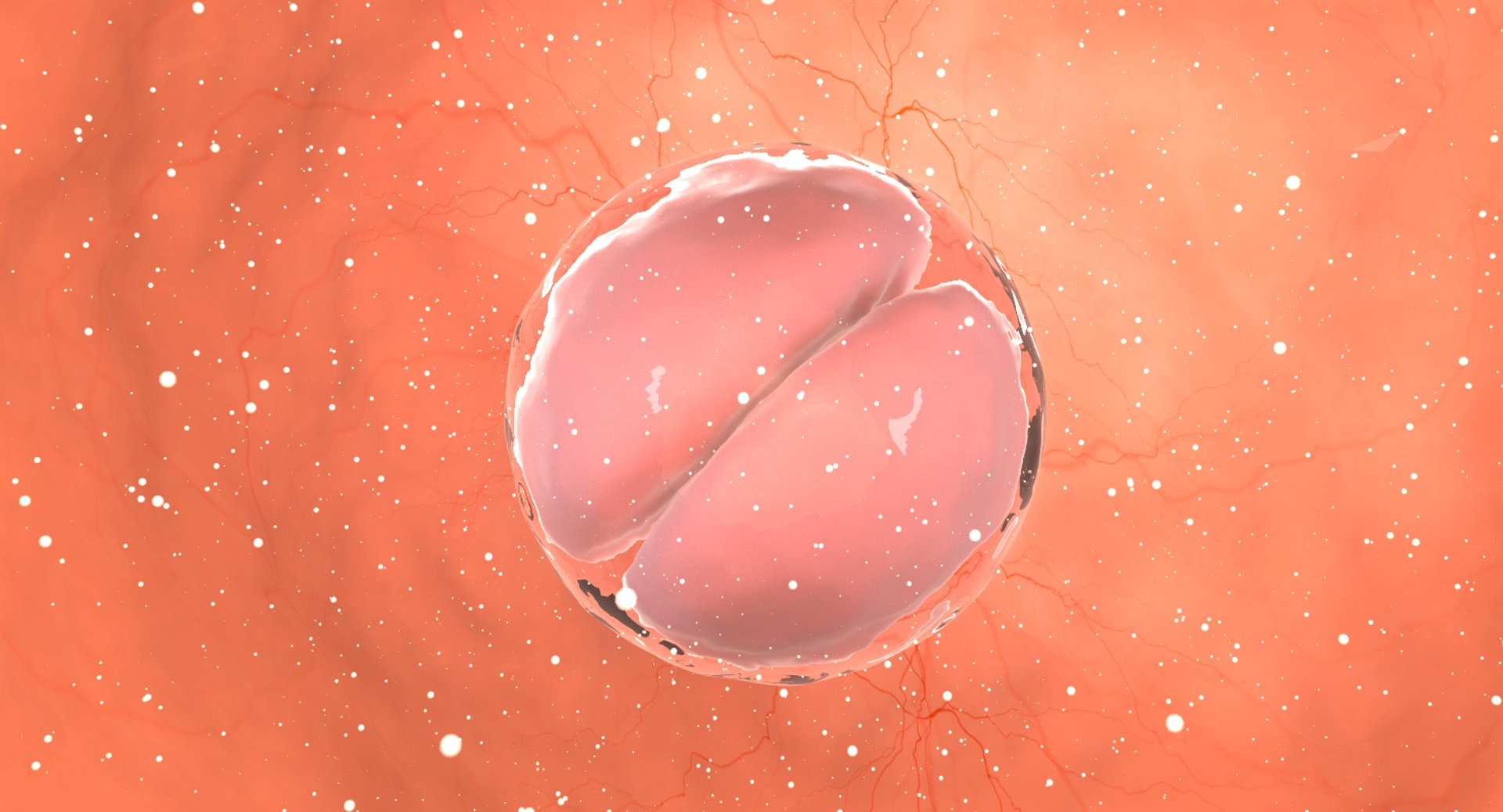 3D Model Cell Stage Embryo - TurboSquid 1368464