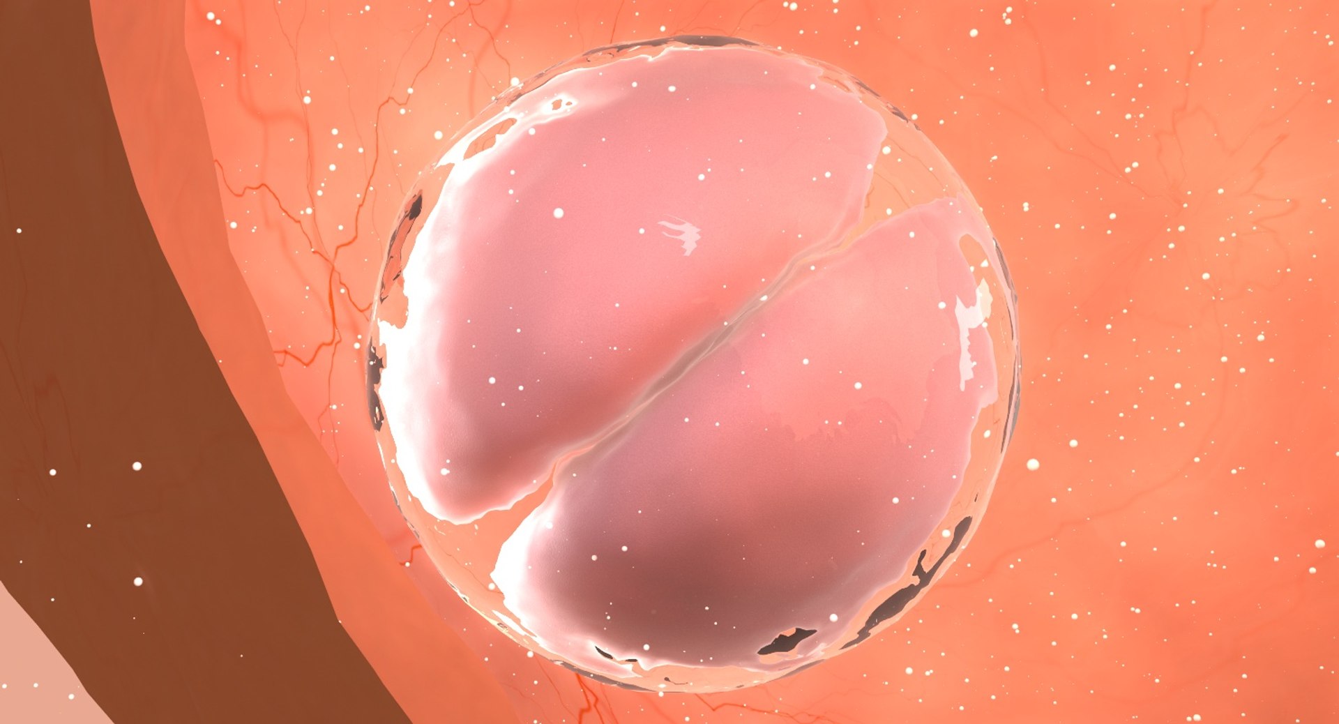 3D Model Cell Stage Embryo - TurboSquid 1368464