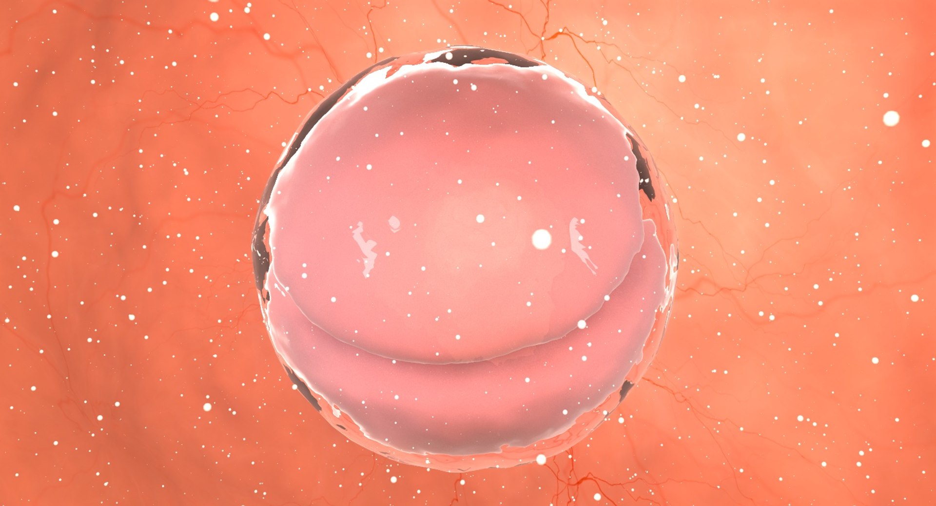 3D Model Cell Stage Embryo - TurboSquid 1368464
