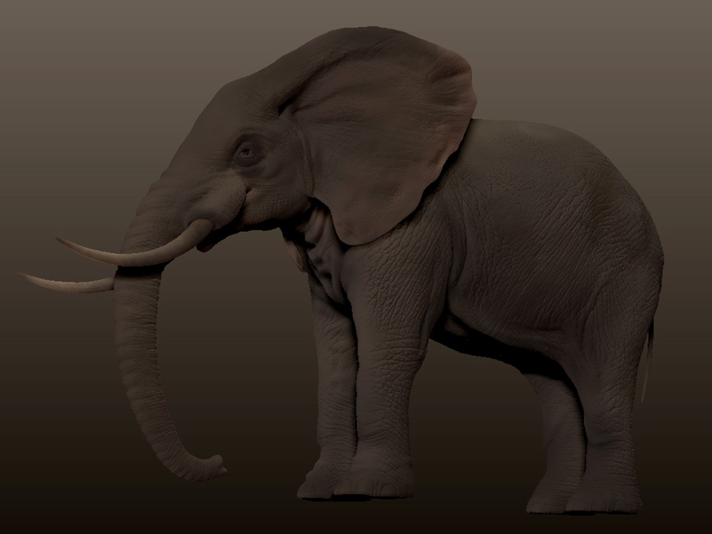 Elephant Animation 3d Model