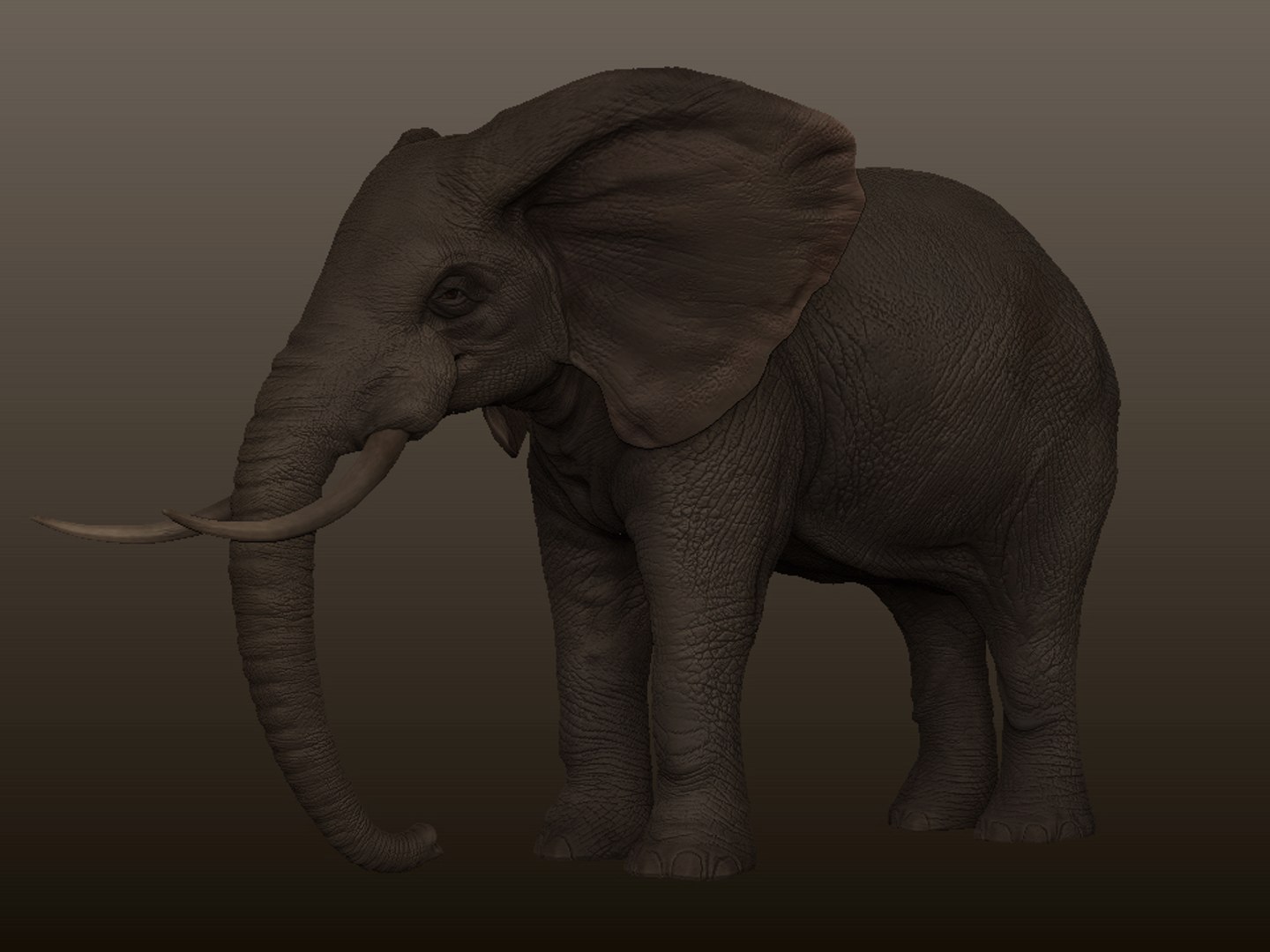 Elephant Animation 3d Model