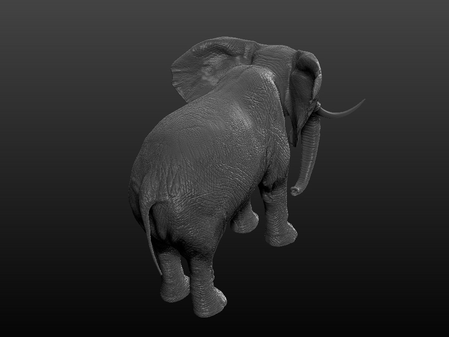 Elephant Animation 3d Model
