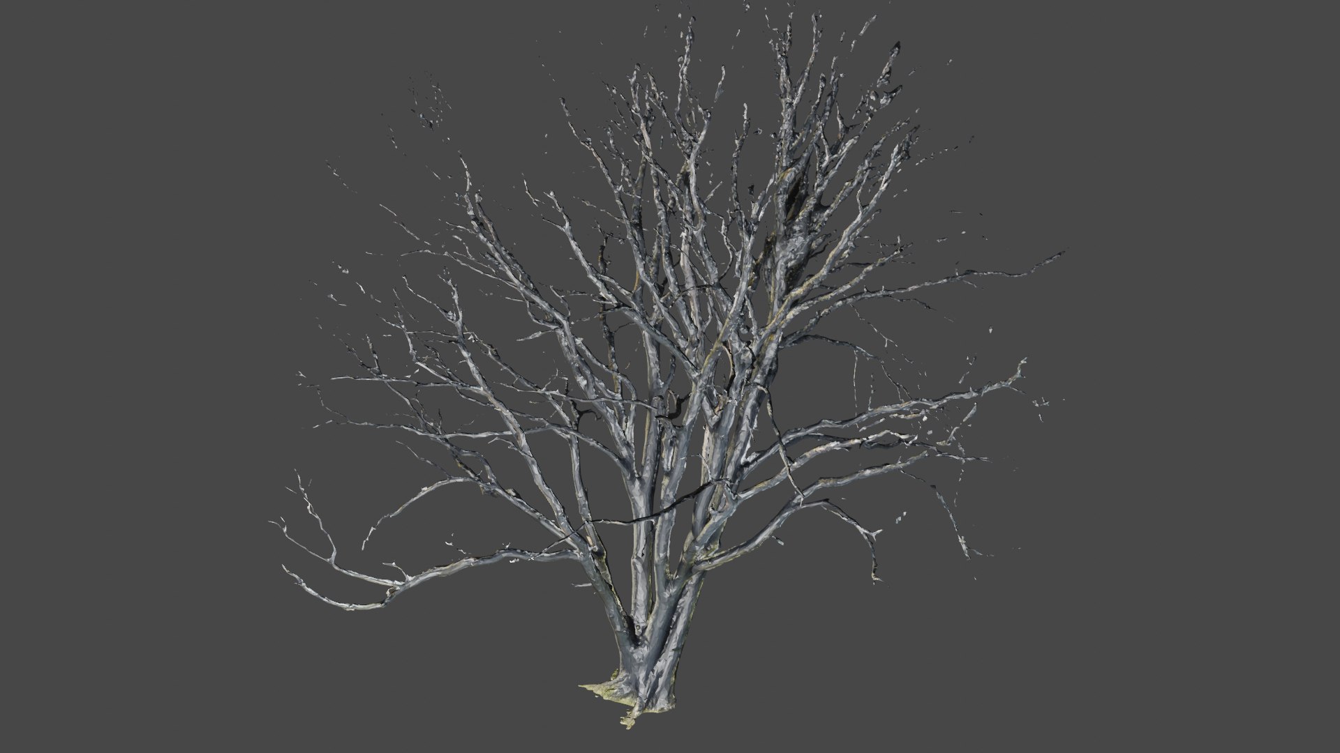 3D Model Dry Tree - TurboSquid 1518643