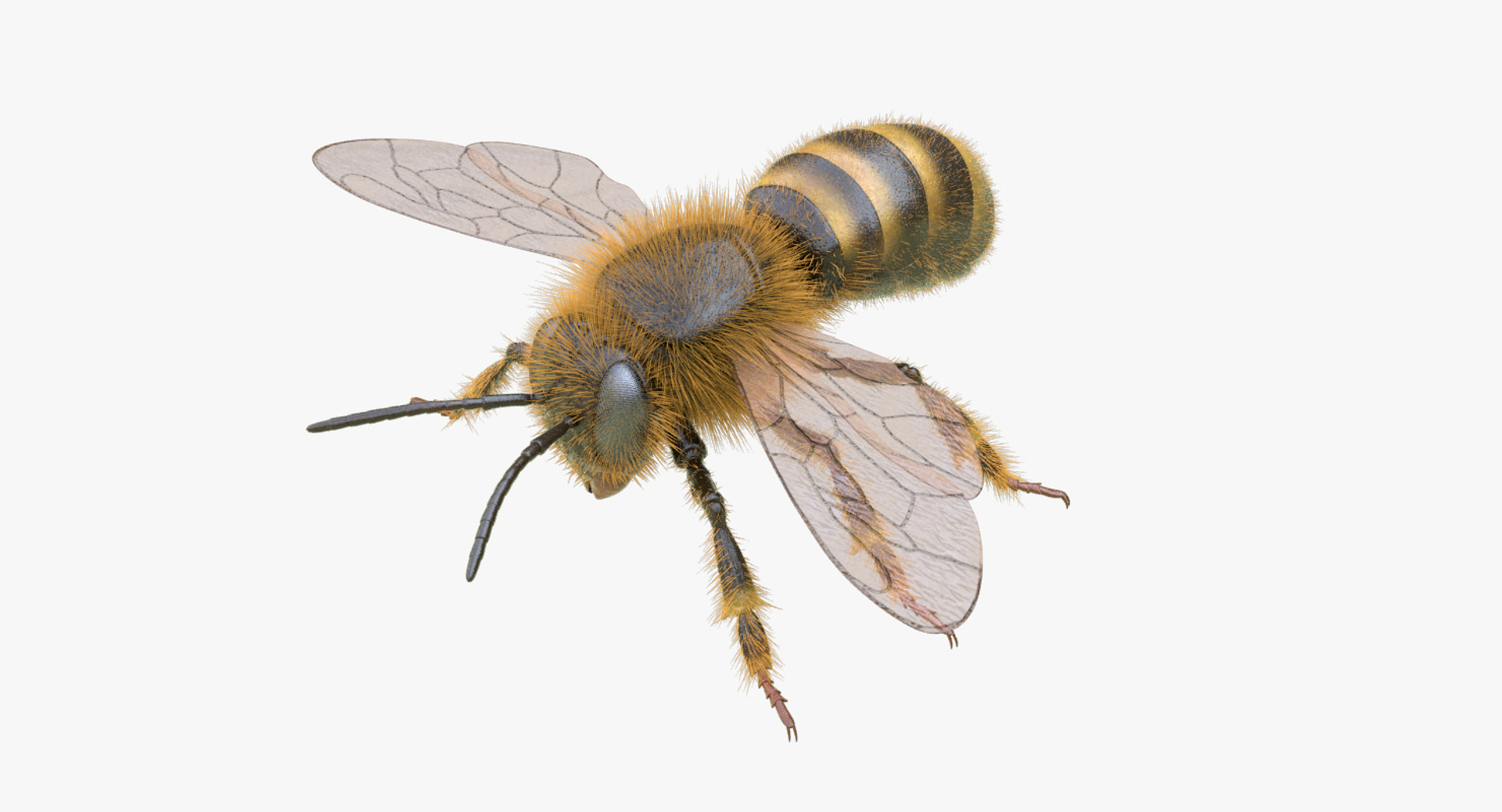 Honey Bee 3D Model - TurboSquid 1273892