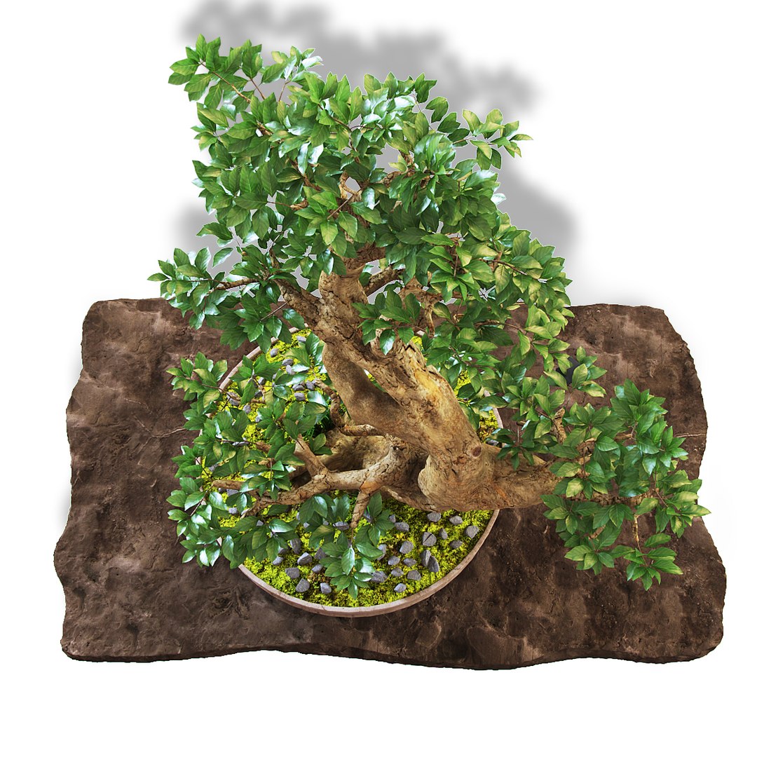 3d Bonsai Model
