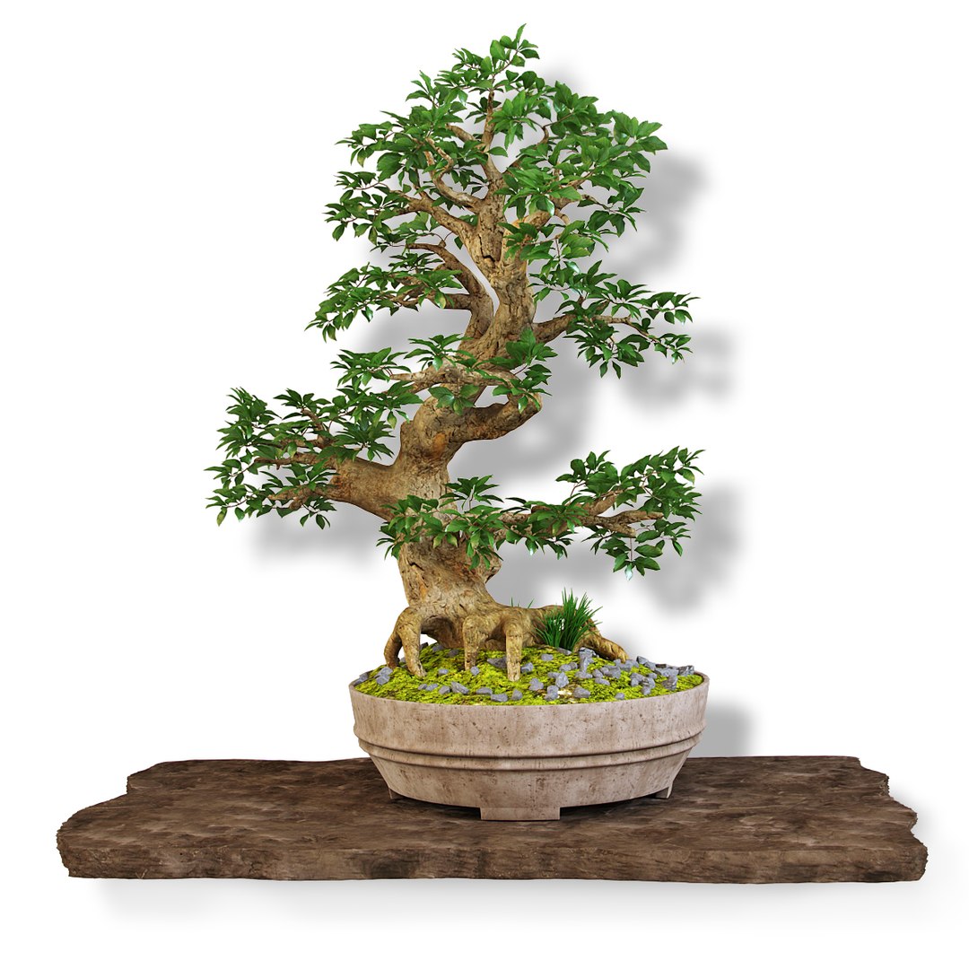3d Bonsai Model