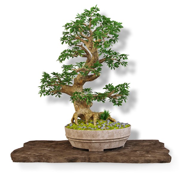 3d bonsai model