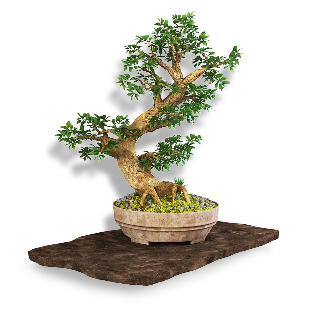3d Bonsai Model