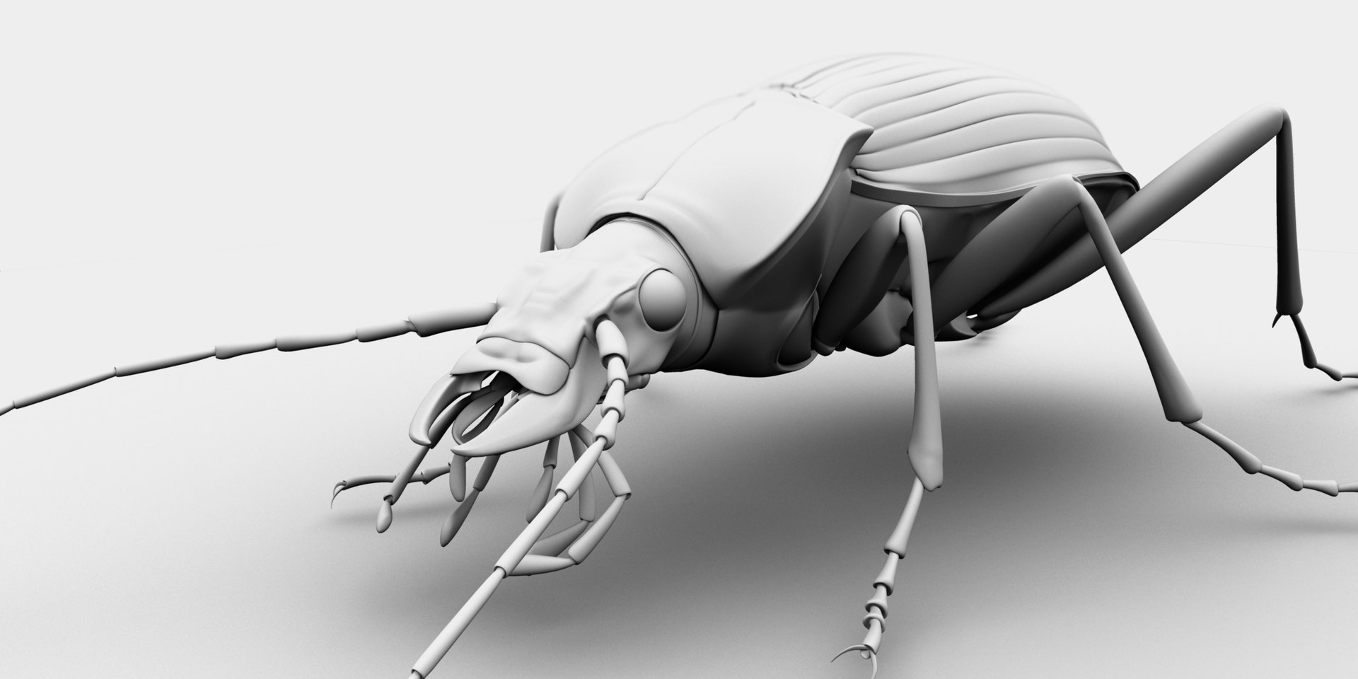 Ground Beetle 3D Model - TurboSquid 1580487