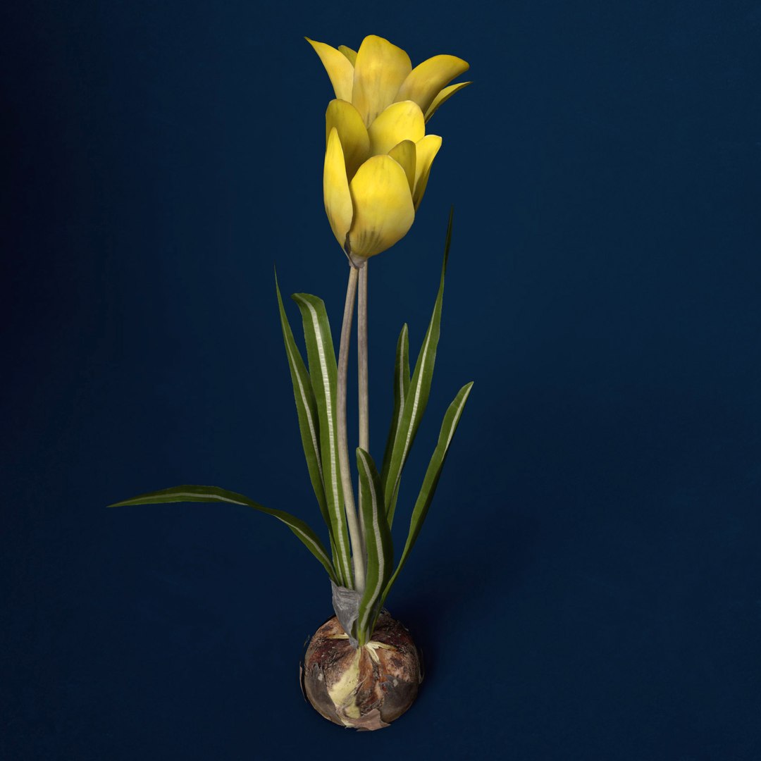 Free Crocus Flowers Plant 3d Model