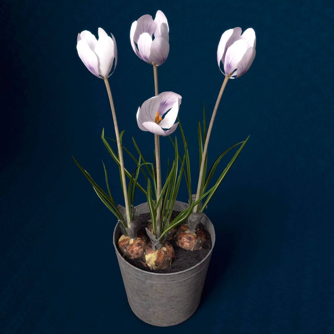Free Crocus Flowers Plant 3d Model