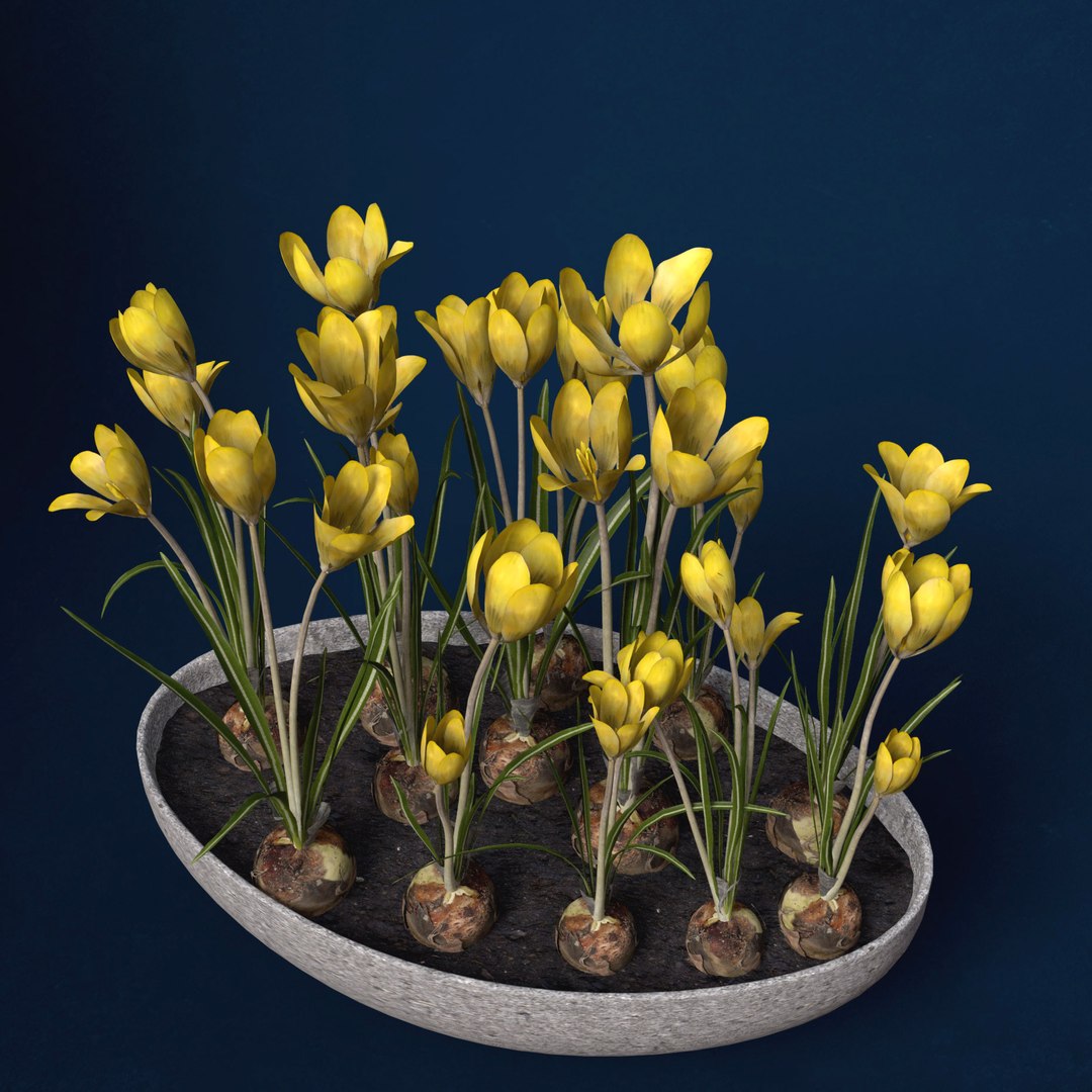 Free Crocus Flowers Plant 3d Model