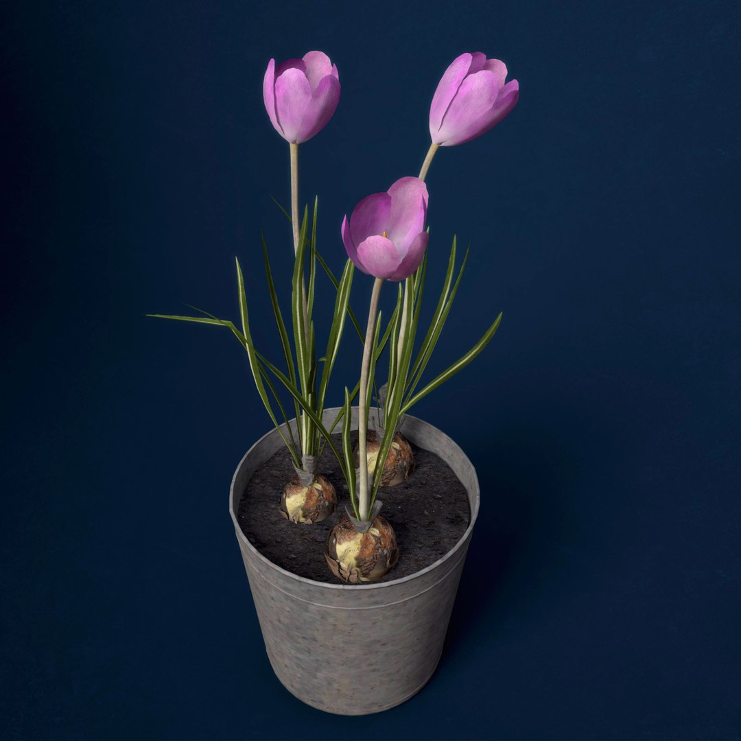 Free Crocus Flowers Plant 3d Model