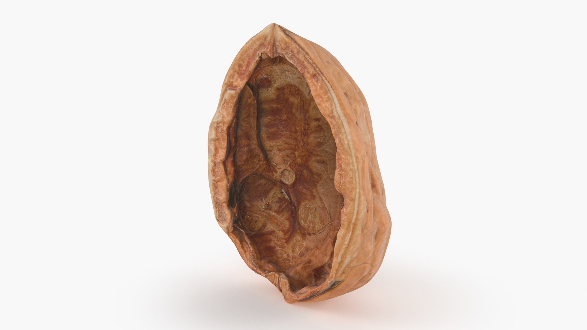 Empty Walnut Shell 3D model - TurboSquid 1973749