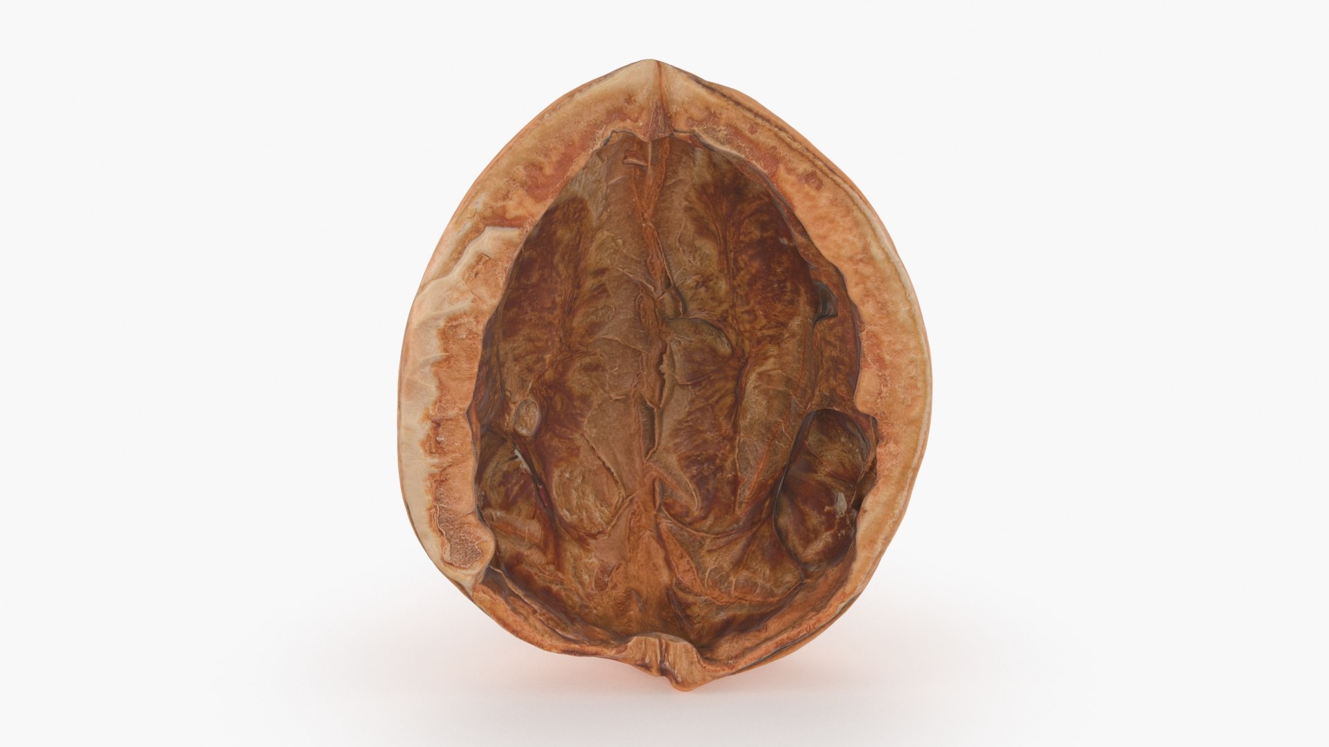 Empty Walnut Shell 3D model - TurboSquid 1973749